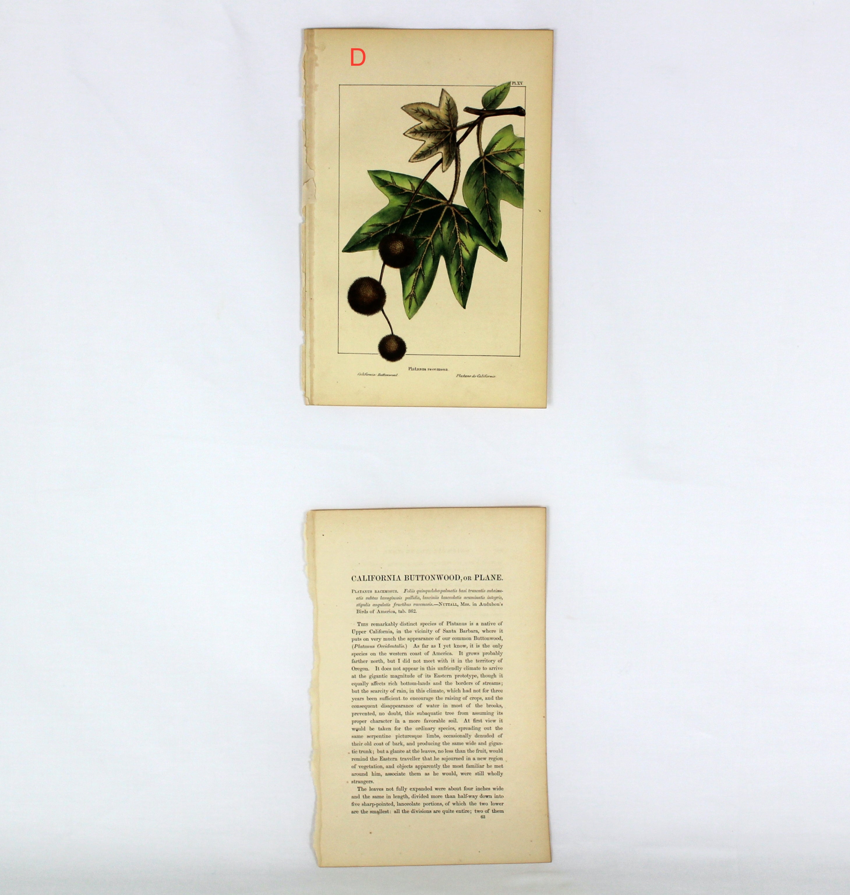 Vintage Botanical Prints — Julie & Ev