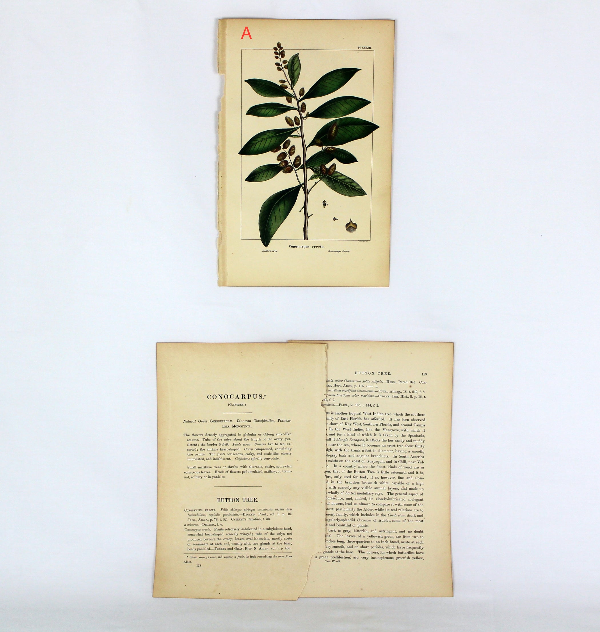 Vintage Botanical Prints — Julie & Ev