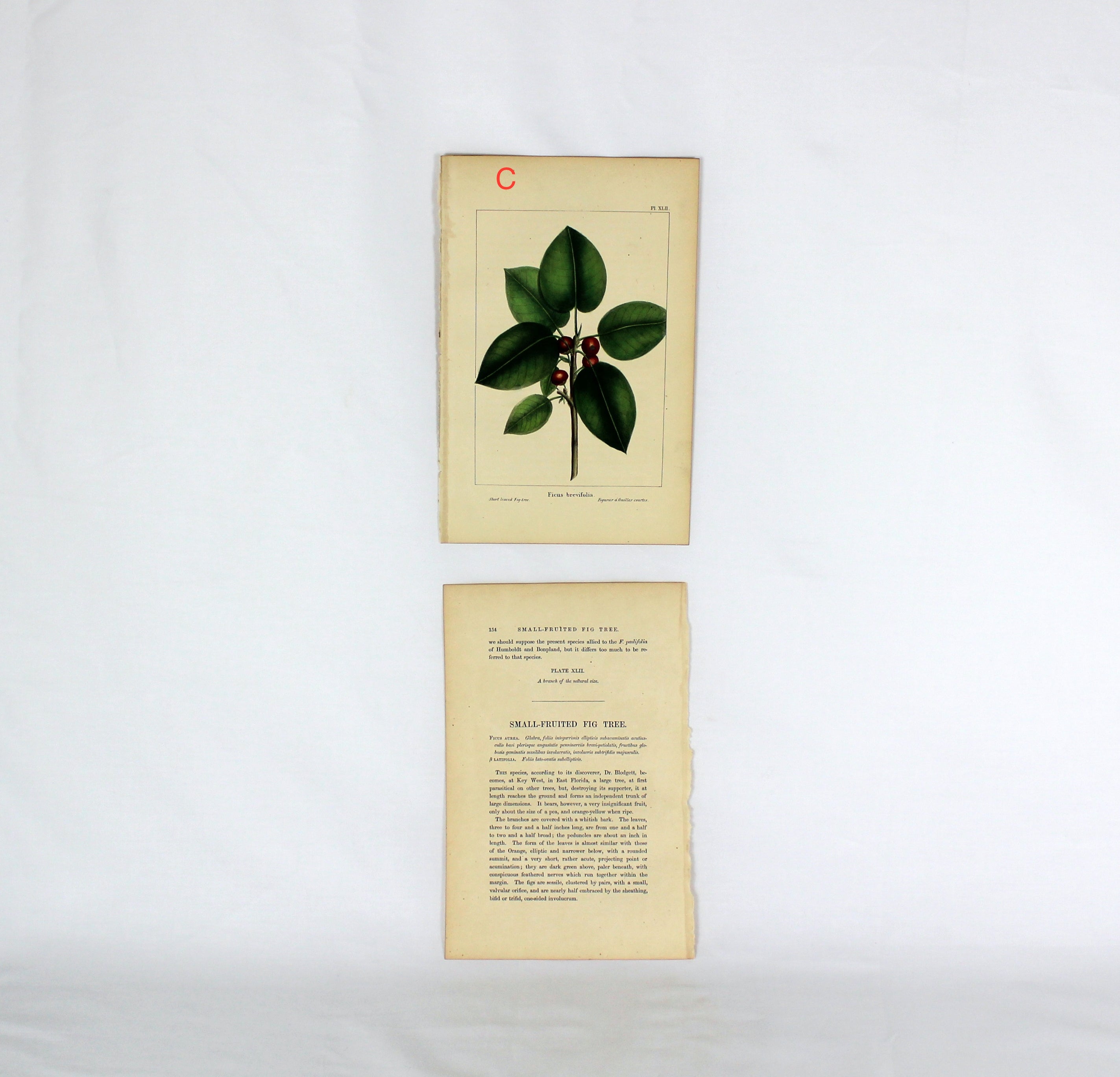 Vintage Botanical Prints — Julie & Ev
