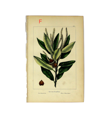 Vintage Botanical Prints — Julie & Ev