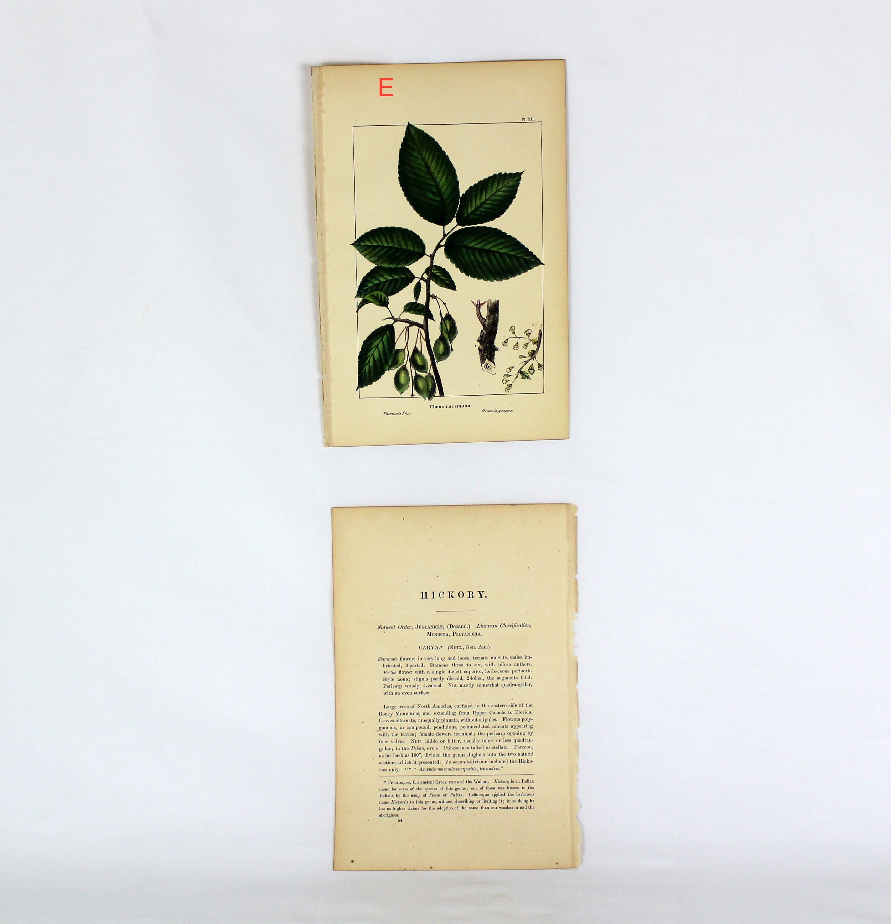 Vintage Botanical Prints — Julie & Ev